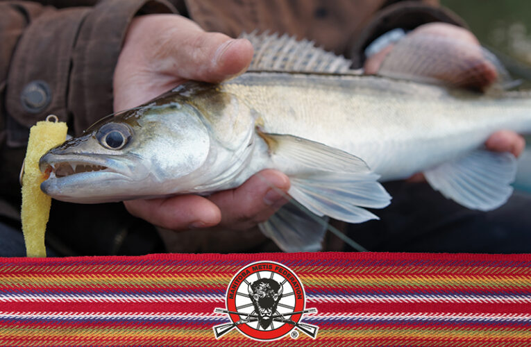Letter to Métis Citizens: Fish distribution to Citizens of the Manitoba ...